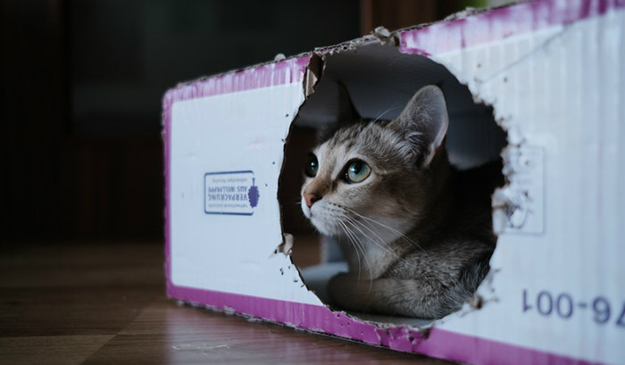 Severe Flea Infestation On Cat Help Needed Here