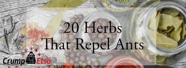 Top 20 Herbs That Repel Ants – Natural and Safe Solutions