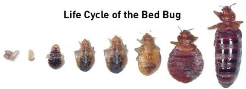What Do Bed Bugs Look Like [6 REAL Pictures of Bed Bugs]