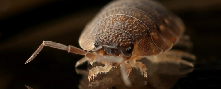 How to Protect Yourself from Bed Bugs at Work – Efficient Tips!