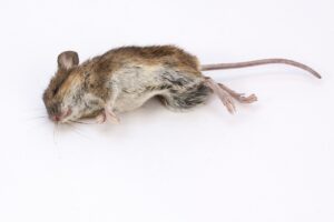 How to Clean Up After Mice in Kitchen – Step-by-Step Guide