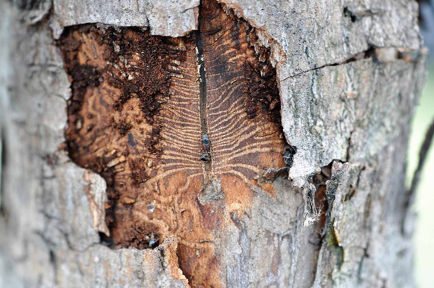 How to Get Rid of Pine Bark Beetles (The Definitive Guide)